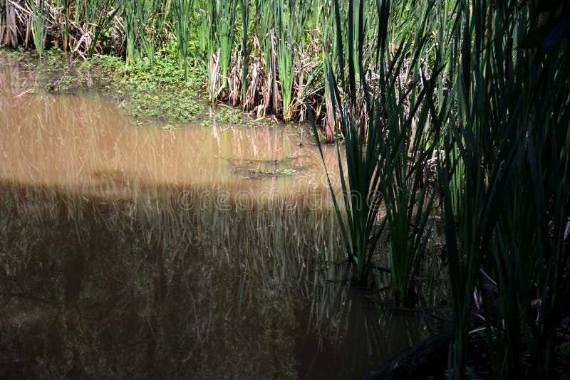 Pond shallows stock image. Image of edge, plants, reeds - 55830625