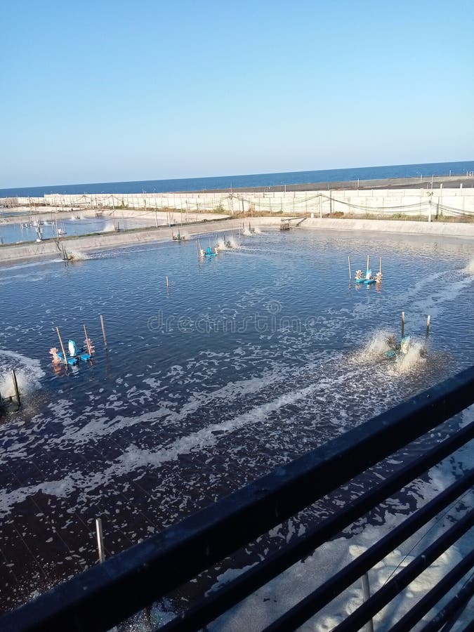 A Pond of Shrimp Culture Full of Water Stock Image - Image of winter ...