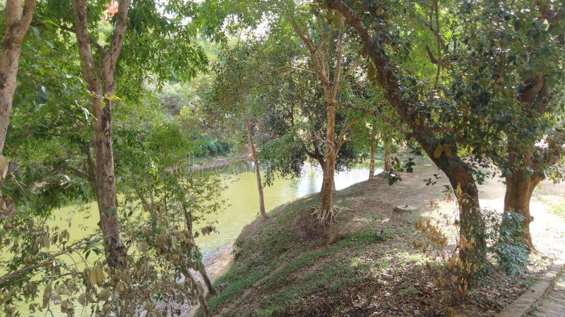 Pond Side View11 stock photo. Image of view11, backyard - 219058010