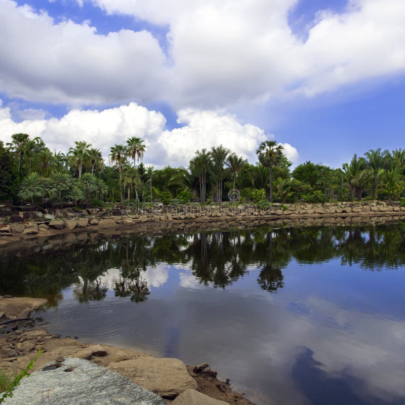 Pond and Sky. stock photo. Image of light, summer, branch - 40668794