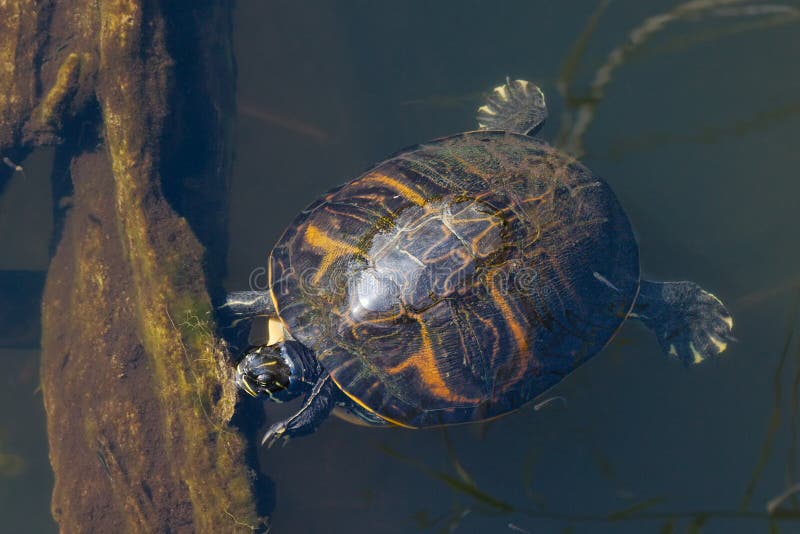 Pond Slider stock photo. Image of slow, animal, sitting - 29469830