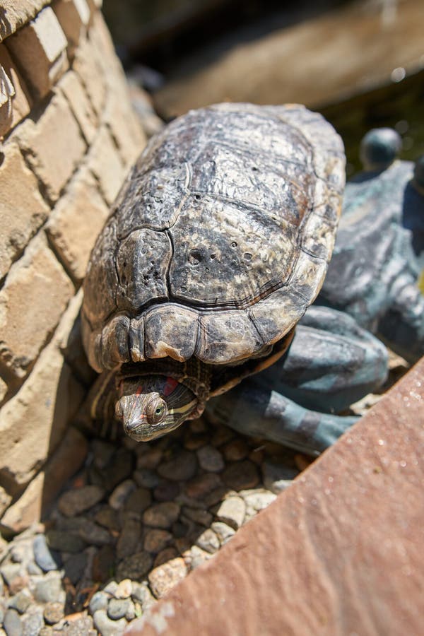 Pond slider stock photo. Image of eared, turtle, trachemys - 157462322