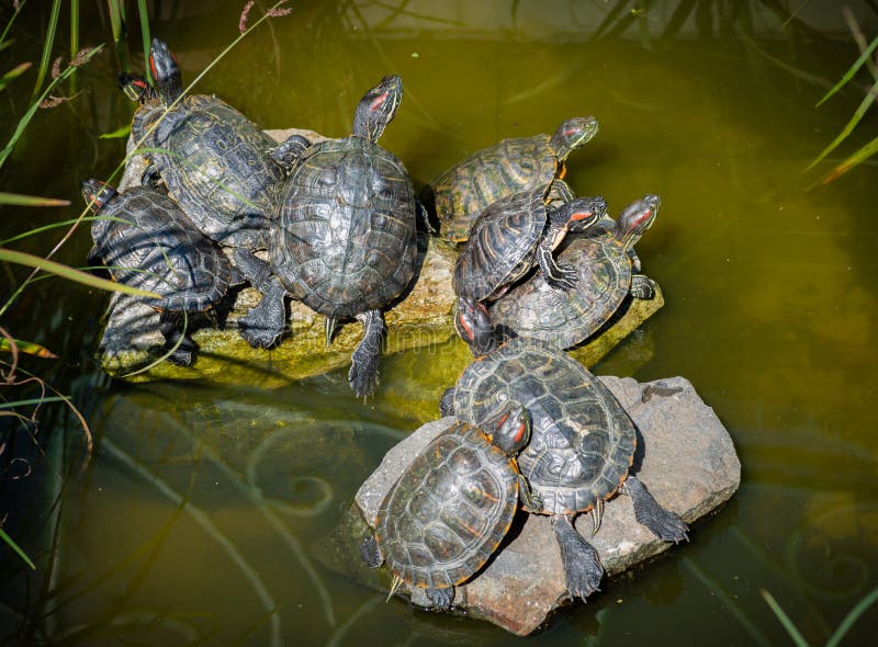 Red-eared Pond Slider Turtles On A Log Enjoying The Sun In A River In ...