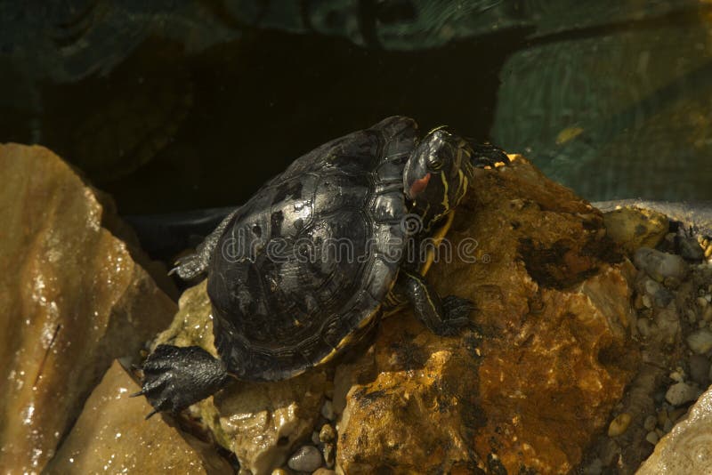 The Pond Slider Trachemys Scripta. Stock Image - Image of trachemys ...