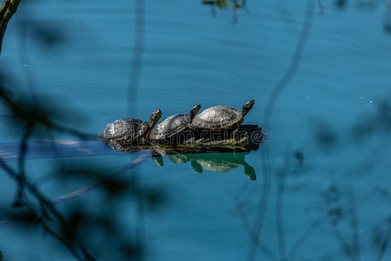 Pond slider stock image. Image of habitat, wildlife - 276567759