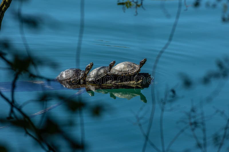 Pond slider stock photo. Image of nature, wild, lake - 276567820