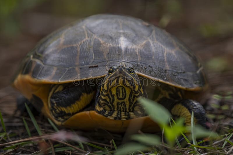Pond Slider Turtle Hidden Amidst Foliage Stock Image - Image of animal ...