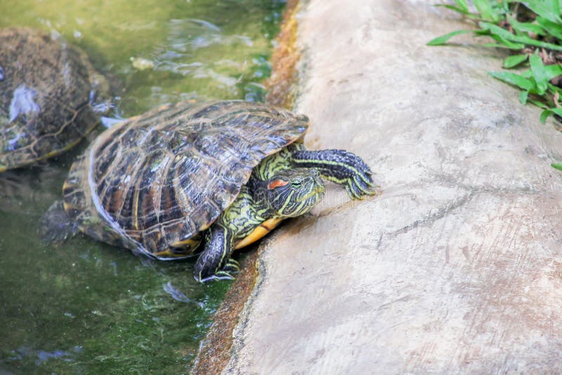 Pond Slider Turtle or Trachemys Scripta Crawling Ashore Stock Photo ...