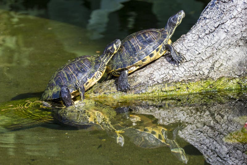 Pond Slider Turtles on a Branch Stock Image - Image of trade, eared ...