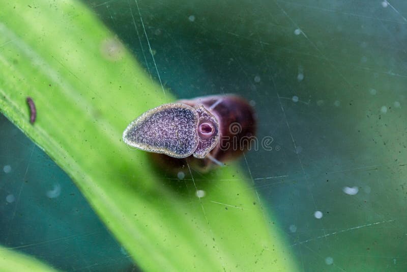 Snail snorkel stock photo. Image of bugs, navigating - 80677792
