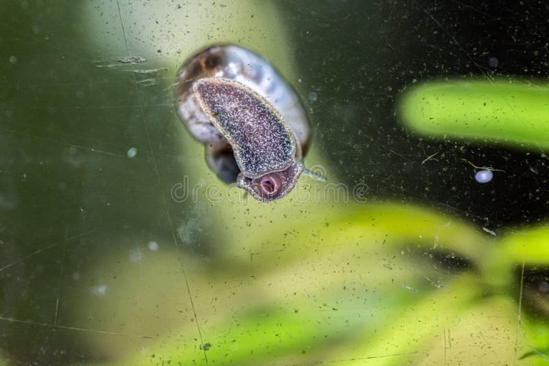 Snail snorkel stock photo. Image of bugs, navigating - 80677792