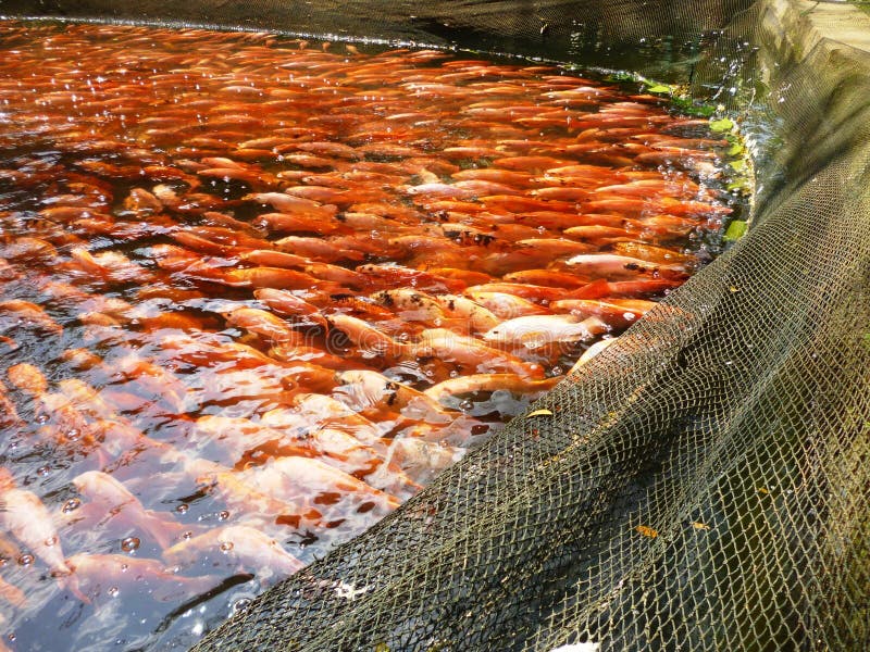 Pond snapper stock photo. Image of plant, pond, color - 43771688