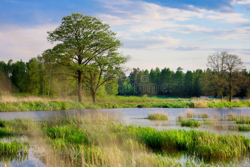 A Pond in Spring among Greenery Stock Image - Image of beauty, color ...