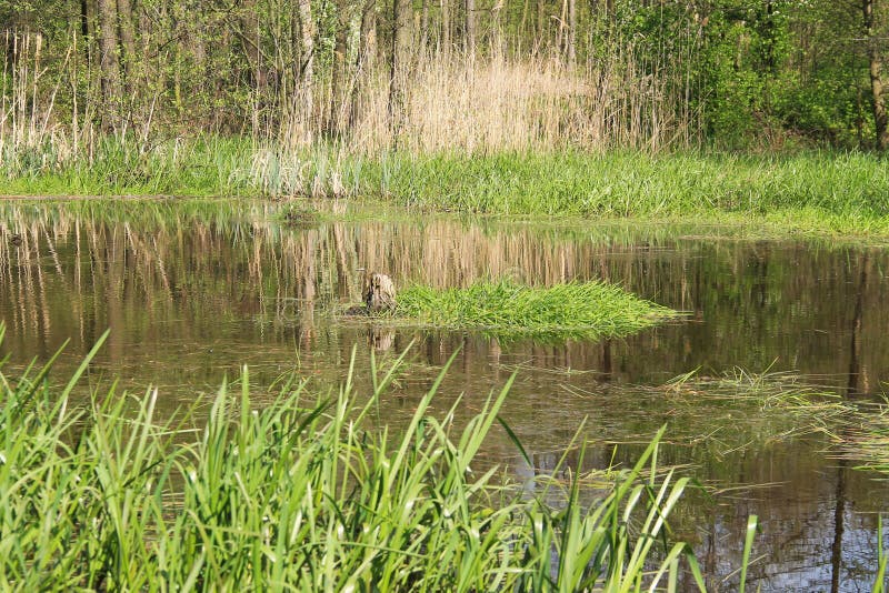 Pond in spring stock photo. Image of grow, wilderness - 150995300