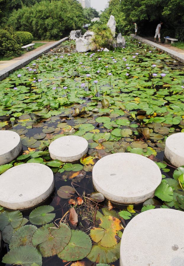 Pond stepping stone stock photo. Image of lily, plant - 6482760