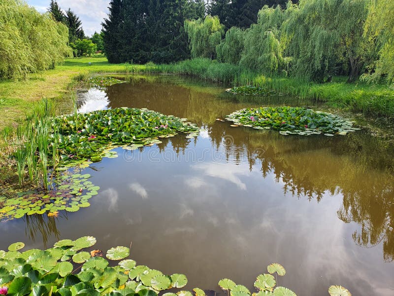 Pond in the Summer Park of One of the Reserves Stock Image - Image of ...