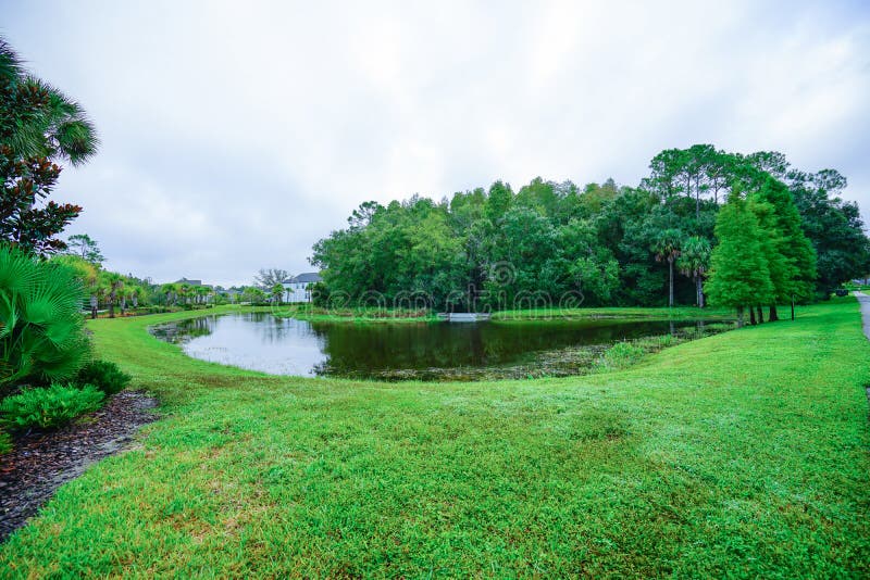 Pond and summer tree stock photo. Image of blue, green - 157501832