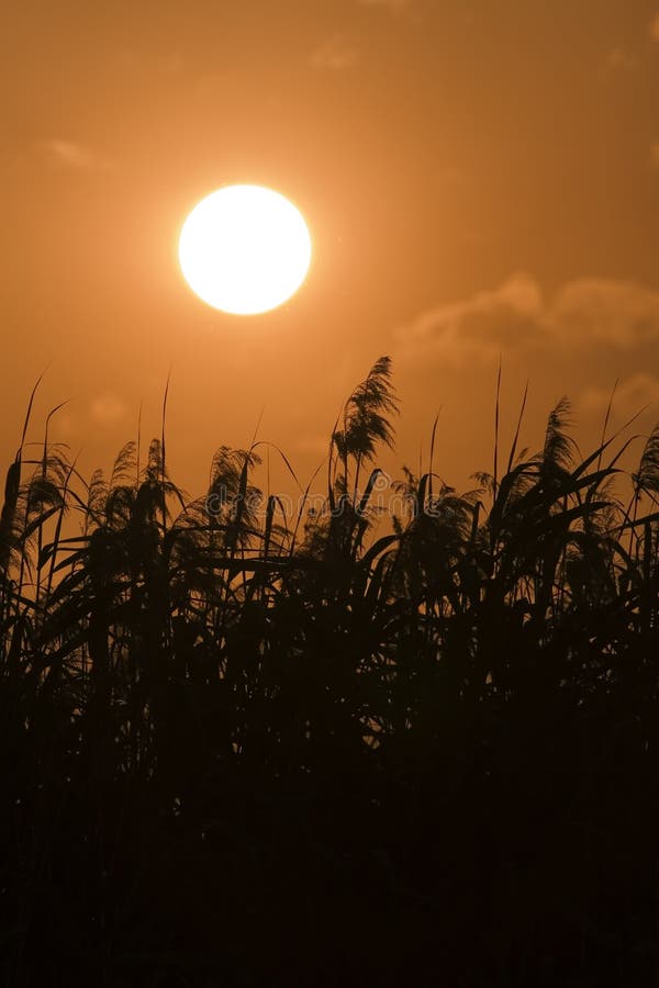 Reed sunset stock image. Image of beautiful, river, lake - 24019007