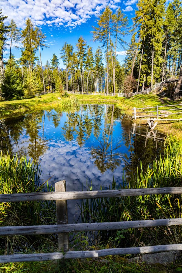 Pond Surrounded by Greenery with Trees Reflecting on the Water Under ...