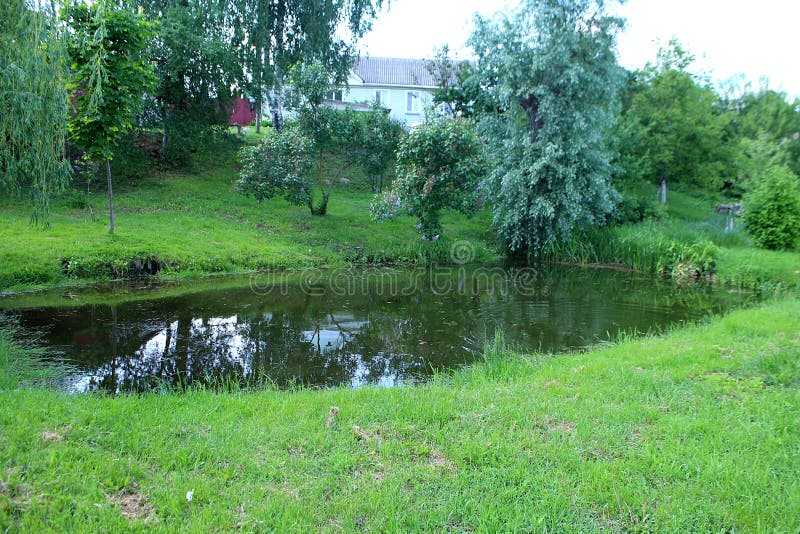 A Pond Surrounded by Trees and Shrubs Stock Image - Image of plant ...
