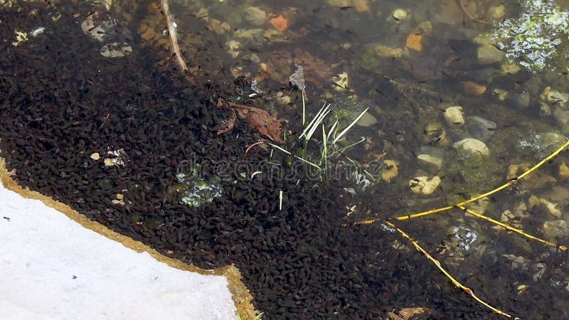 Pond with tadpoles stock footage. Video of number, creature - 228001104