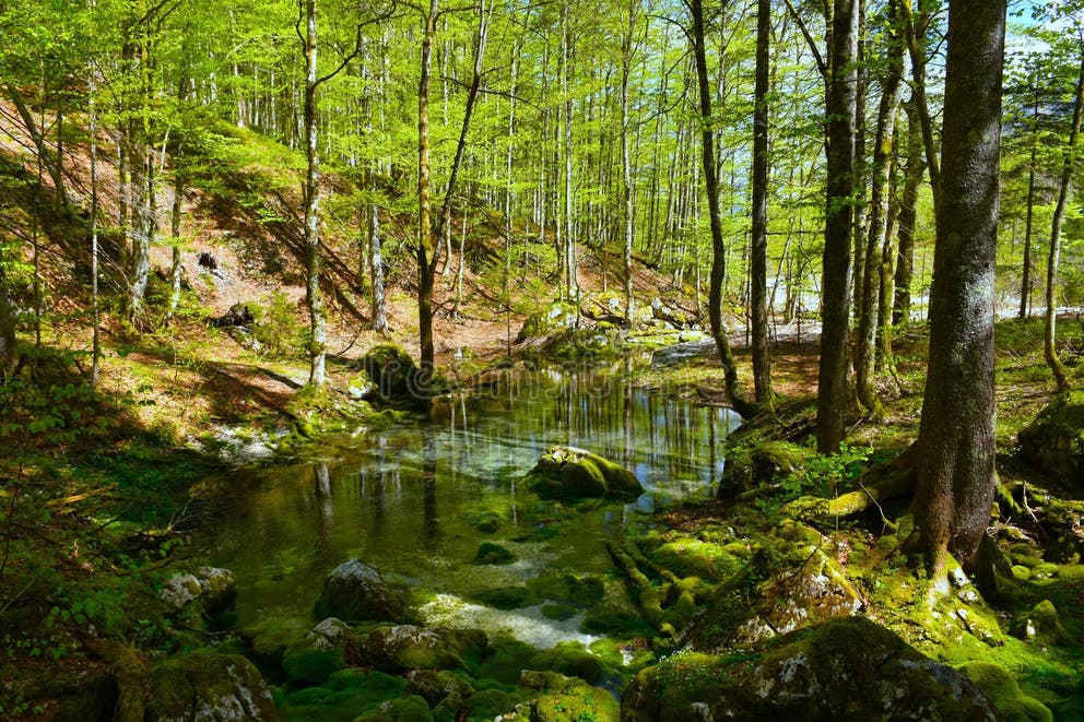 Pond in a Temperate, Deciduous, Broadleaf Forest Stock Image - Image of slovenija, pond: 378447719