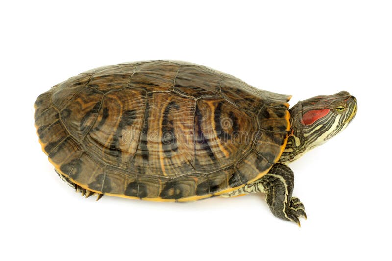 Box turtle upside down stock image. Image of terrapene - 20074979