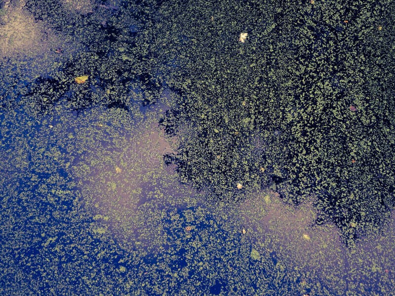 Pond Texture stock photo. Image of water, globe, algae - 79070194