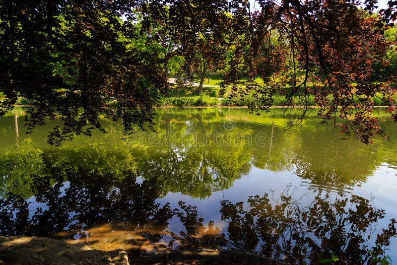 Pond with Tree Reflections during Day at Park Stock Image - Image of ...