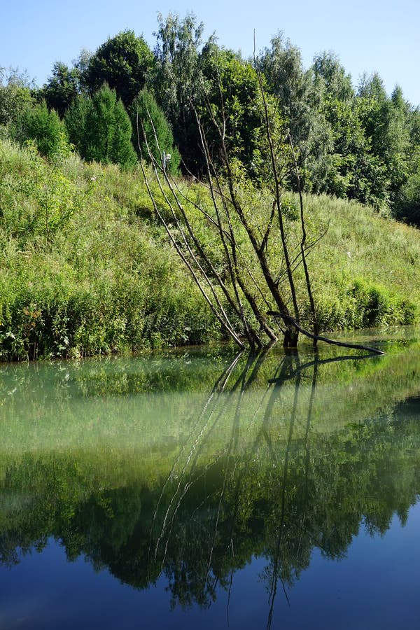 Pond and tree stock photo. Image of summer, tree, pond - 123191138