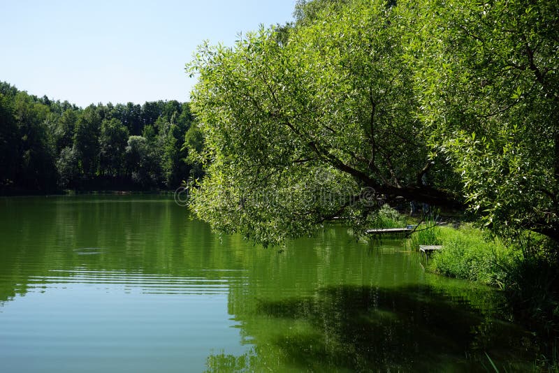Pond and tree stock photo. Image of forest, water, nature - 123190914