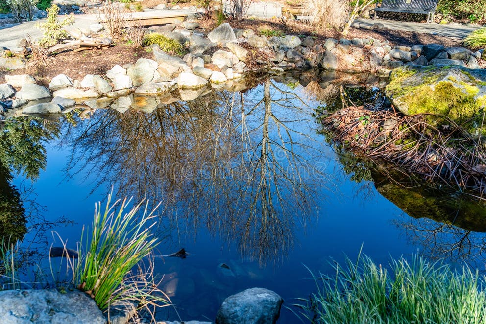 Pond Trees Reflection 2 stock image. Image of seatac - 364654205