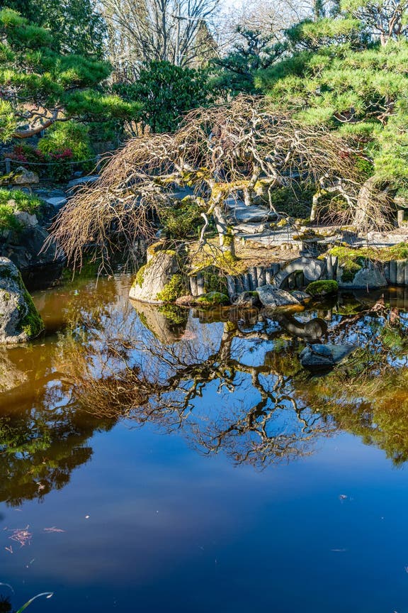Pond Trees Reflection 4 stock image. Image of state - 365136177