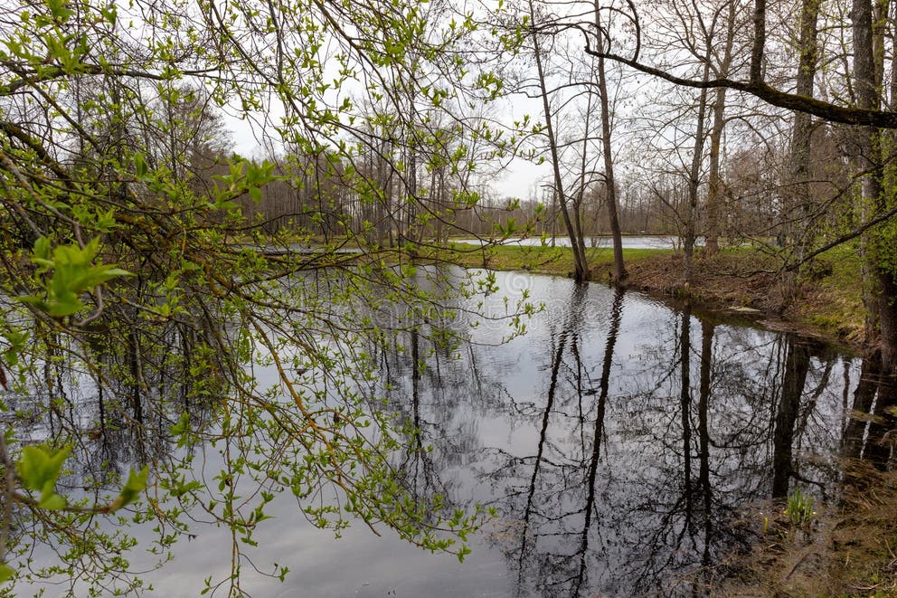 A Pond with Trees and the Reflection of the Trees in the Foreground of ...