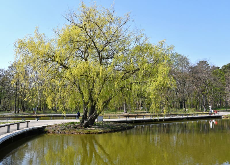 Pond and Trees in the Woods Spring Time Stock Image - Image of outdoor ...