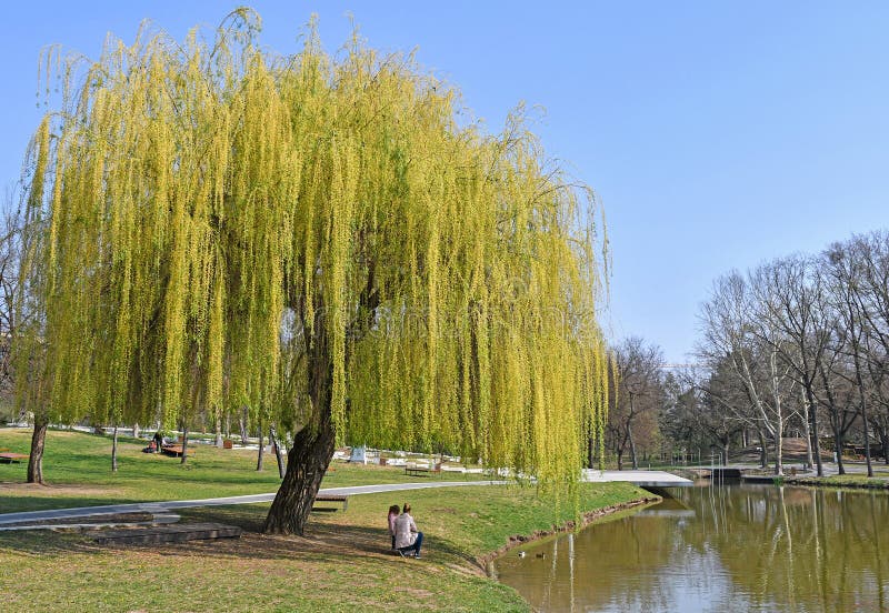 Pond and Trees in the Woods Spring Time Stock Photo - Image of nature ...
