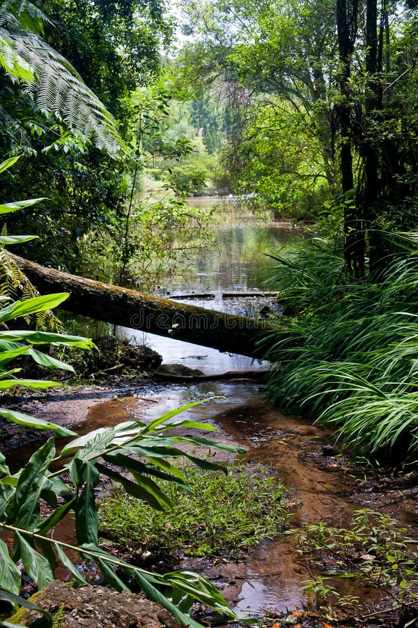 Pond in the Tropical Forest Stock Photo - Image of water, trees: 17114238