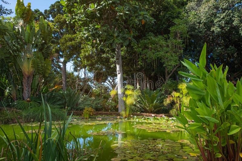 Pond in Tropical Forest, Botanical Garden in Tenerife Stock Photo ...