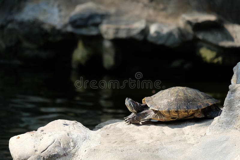 Pond Turtle Basking in the Sun on a Dry Rock Stock Photo - Image of ...