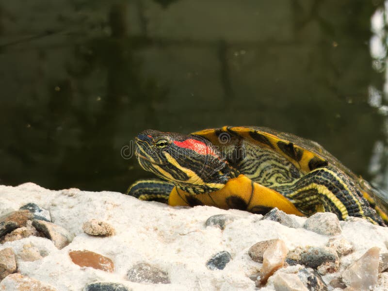 Pond Turtle with Red Markings Observing Its Surroundings Stock Image ...