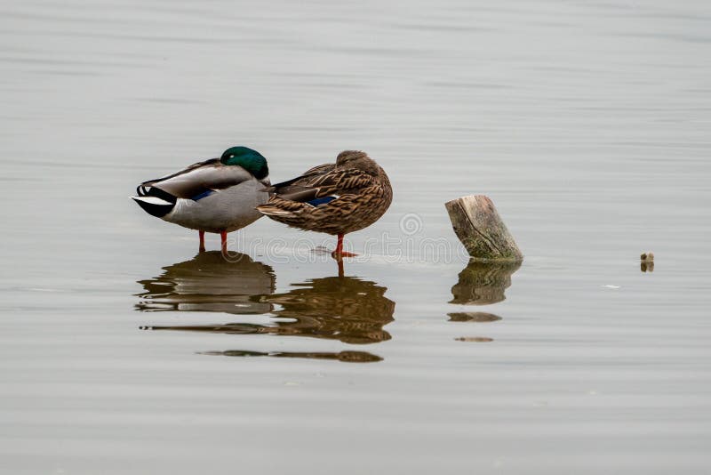 Pond with Two Mallard Ducks Standing Side by Side Stock Photo - Image ...
