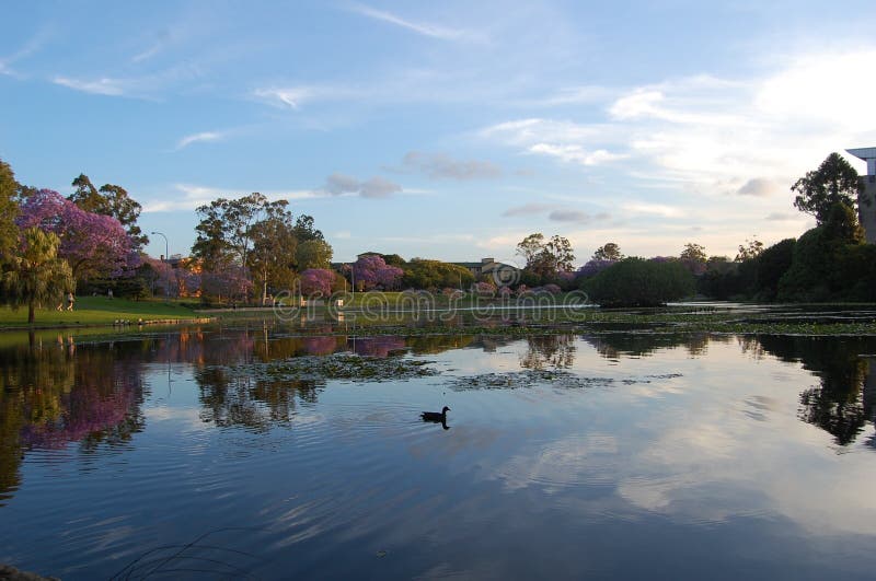 Pond in University of Queensland Stock Image - Image of charm, field ...