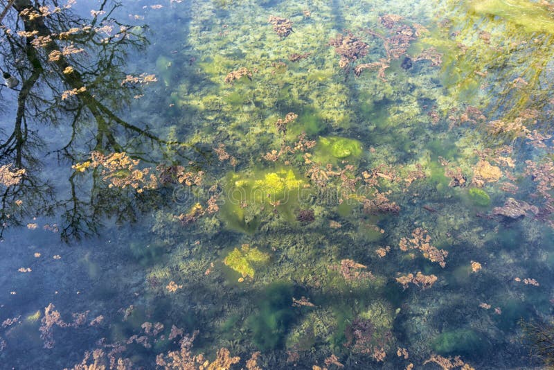 Pond Vegetation and Reflections in Spring Time Stock Image - Image of ...