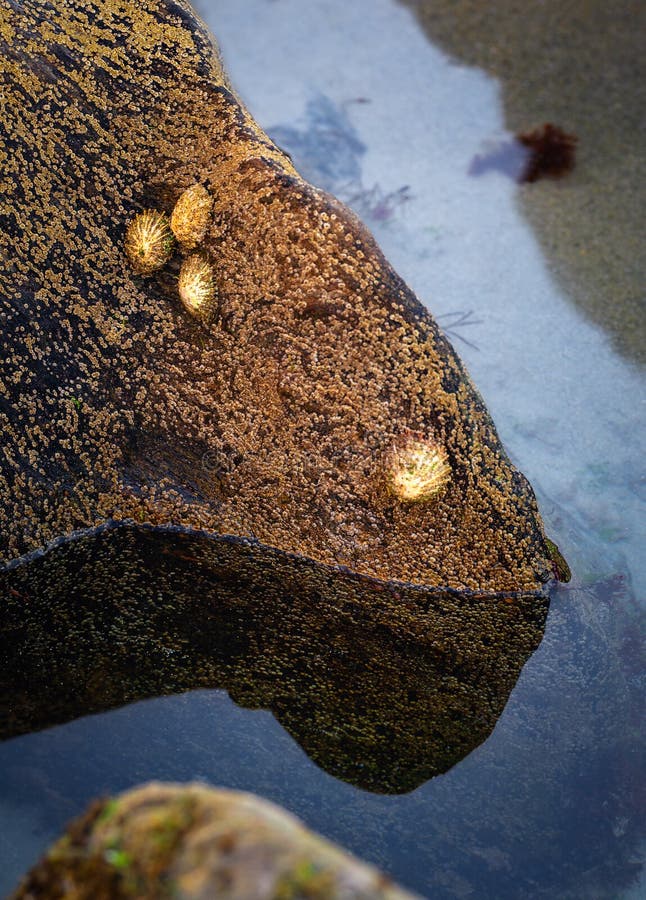 Close Up View of a Pond at the Beach Stock Photo - Image of outdoor ...