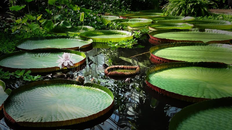 Pond with Victoria Regia (Victoria Amazonica) Stock Photo - Image of ...