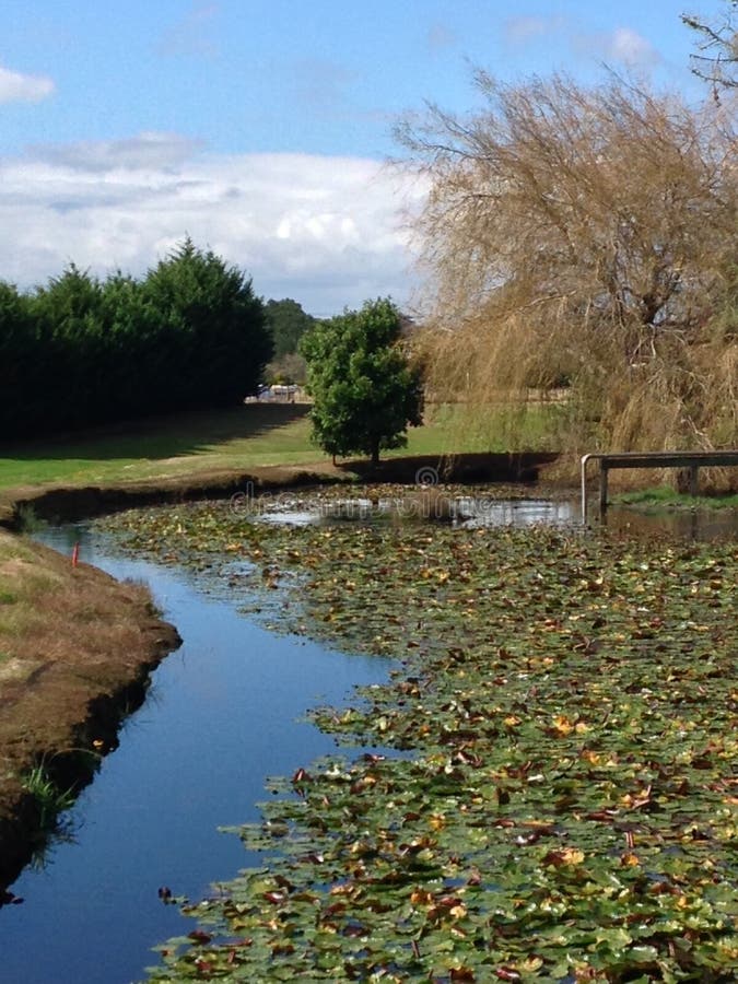 Pond view stock image. Image of lily, lake, pads, grass - 107943525