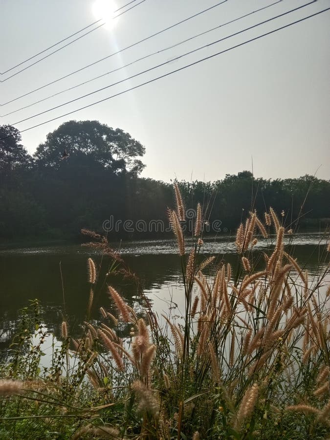 Pond view nature stock image. Image of wetland, branch - 369137001