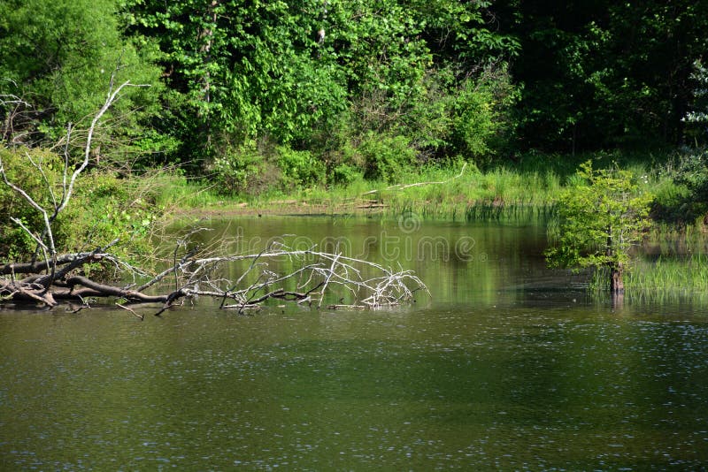 Pond view stock image. Image of tree, scene, peaceful - 93482525