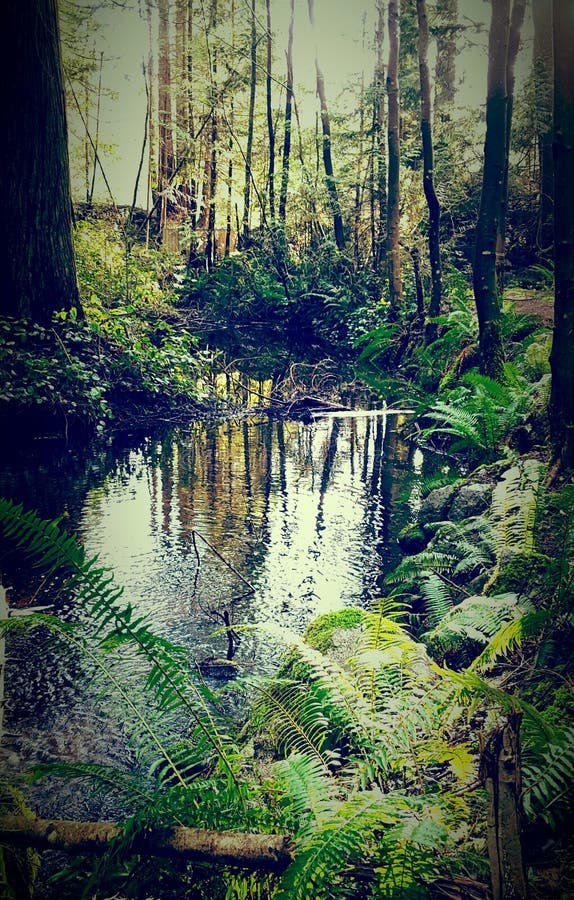 Pond stock photo. Image of woods, walk, coloured, pond - 83161746