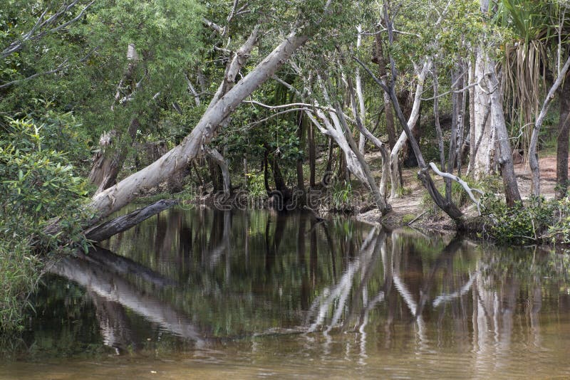 Pond Water in the Forest, Australia Stock Photo - Image of wooden ...
